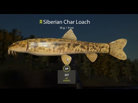 Russian Fishing 4 🎣 Lower Tunguska River | Siberian Char Loach Active ...