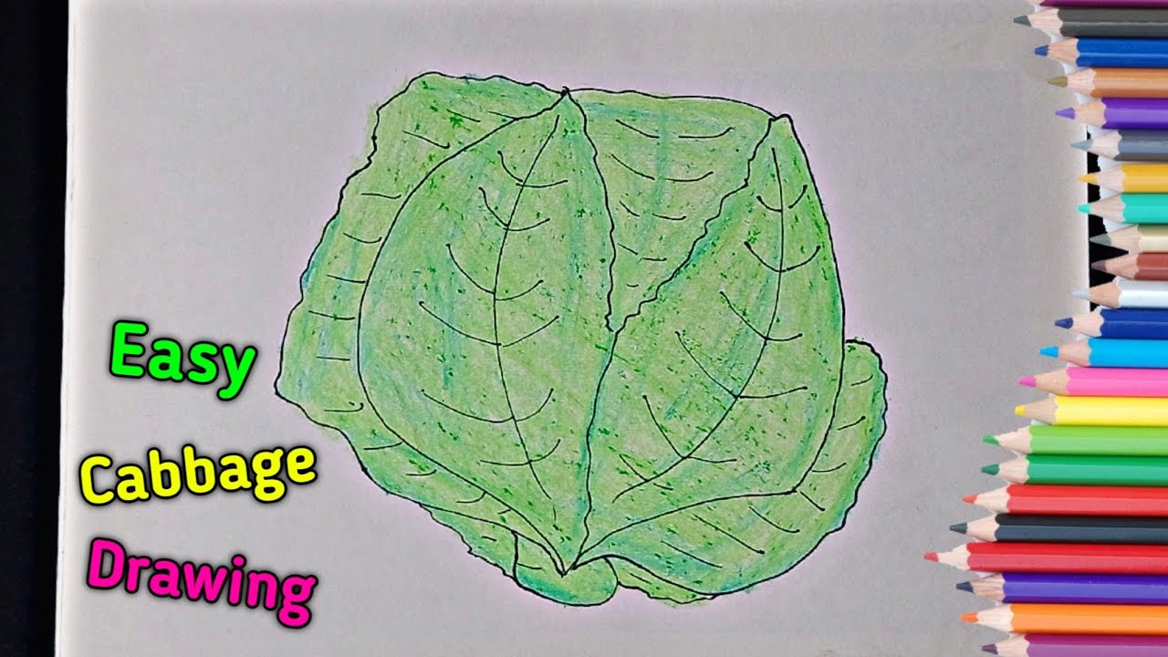 How To Draw Cabbage || Easy Cabbage Drawing #arbaig #drawing - YouTube