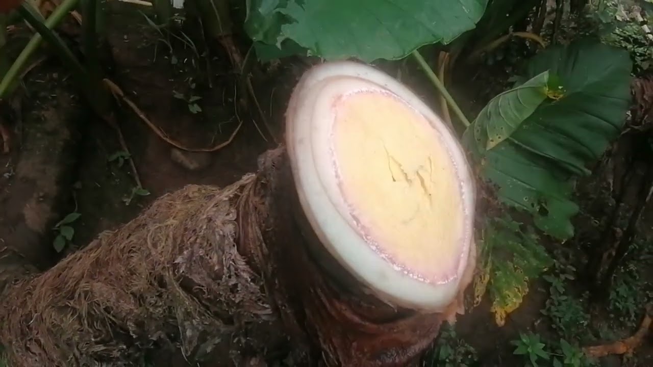 SABES QUE ES EL BORE Y COMO UTILIZARLO EN LA ALIMENTACIÓN EN CERDOS ...