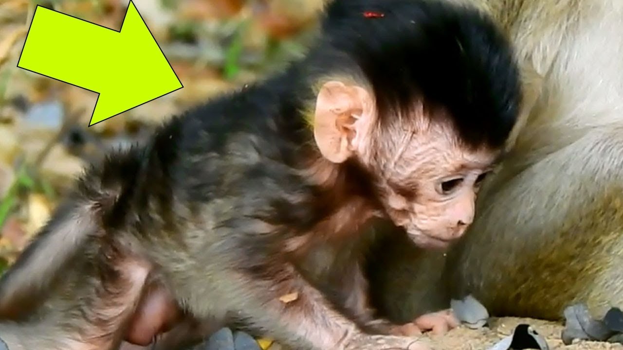 New Born Baby Patty Is The Rat and So Cute Of all | Mummy Grace and ...