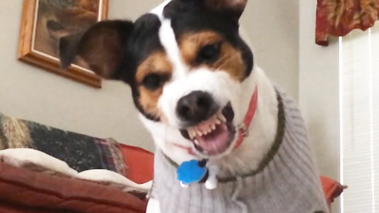Evil Demon Dog! - YouTube