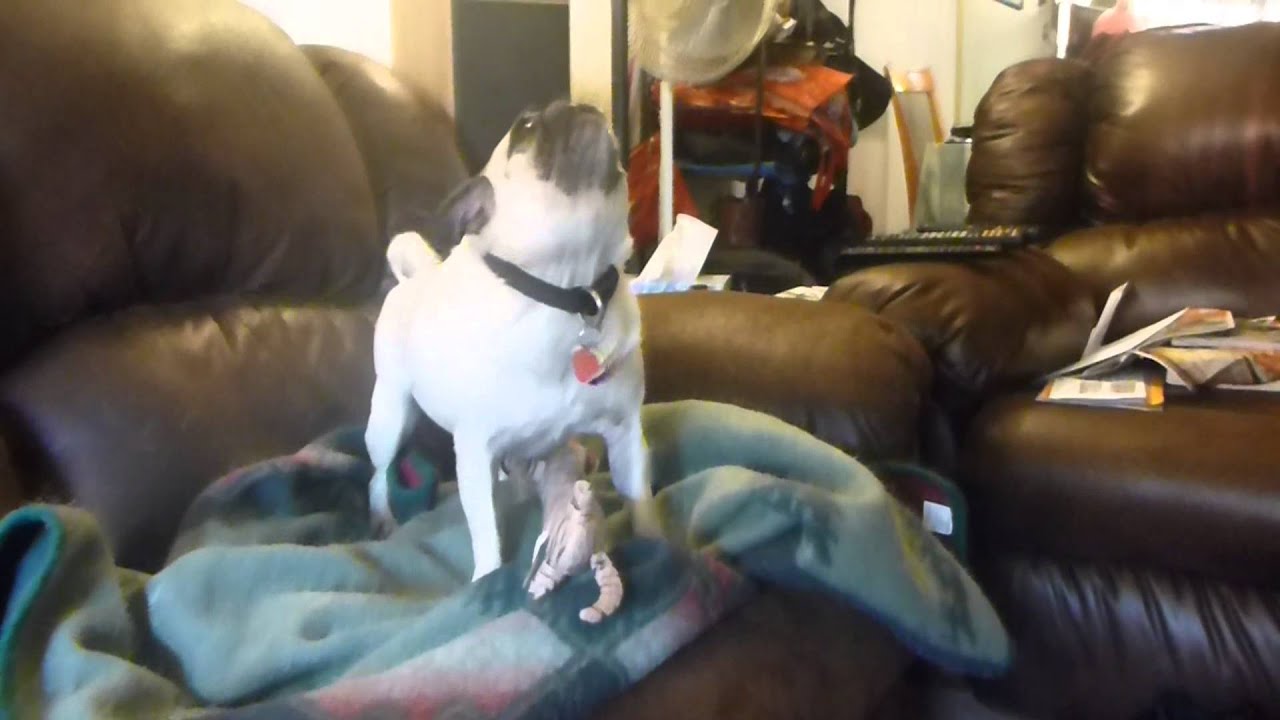 Pugs who think they are wolves! - YouTube
