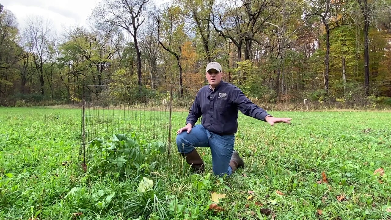 Wildlife Habitat Hint: Exclusion Cage - YouTube