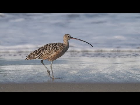 Long billed curlew foraging at the beach. (slow motion video) - YouTube