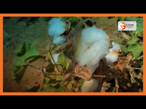 Kilimo biashara: Wakulima Lamu wajihusisha na kilimo cha pamba - YouTube