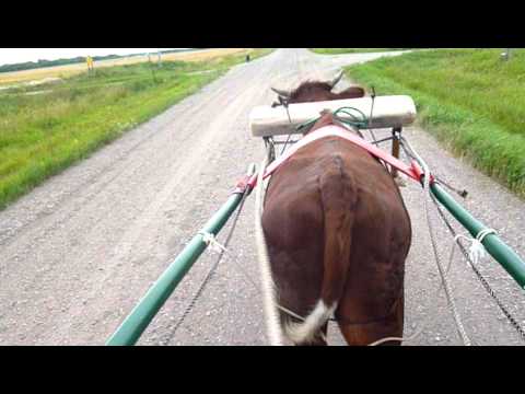 Ox Training: Long Reins and Verbal Commands from the Cart Seat - YouTube