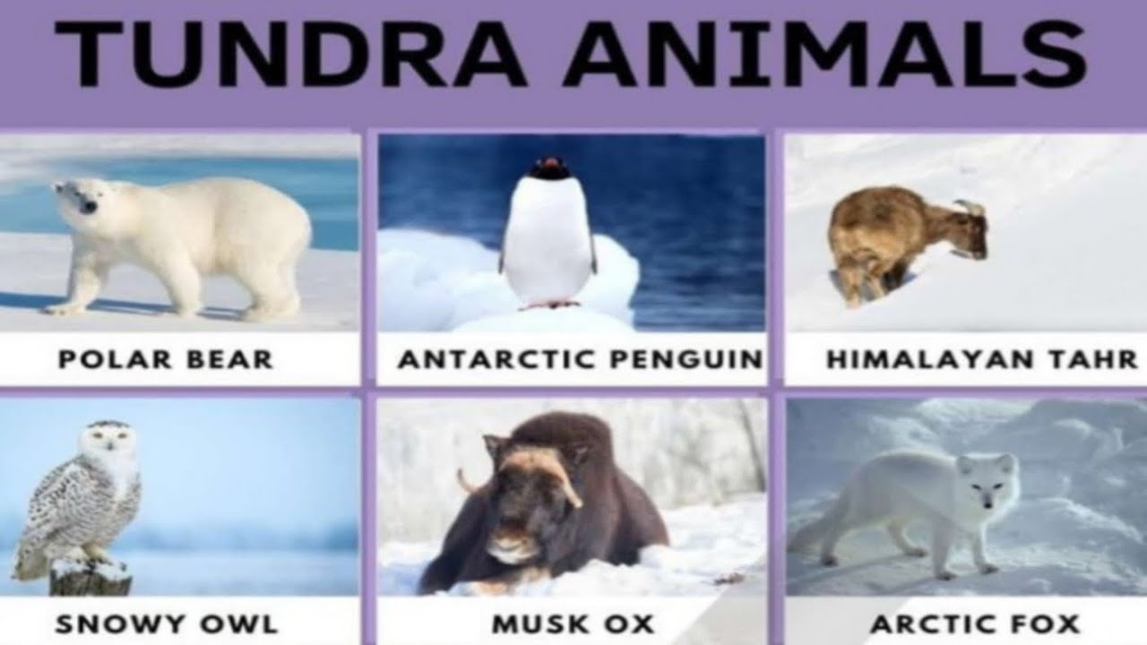 Tundra Animals Names With Picture | Learning For Toddlers - YouTube