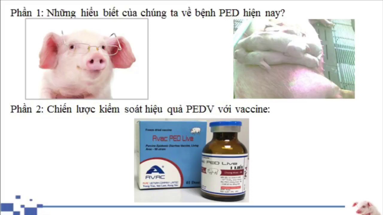 Phòng và kiểm soát bệnh tiêu chảy cấp do virus PED trên Heo bằng sản phẩm Avac PED Live - YouTube