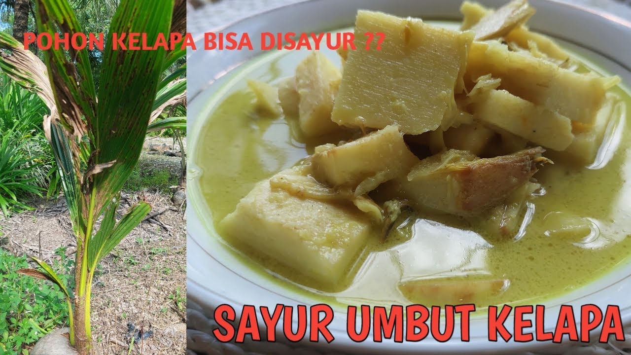 CARA MENGOLAH POHON KELAPA MENJADI SAYUR UMBUT KELAPA ENAK - YouTube