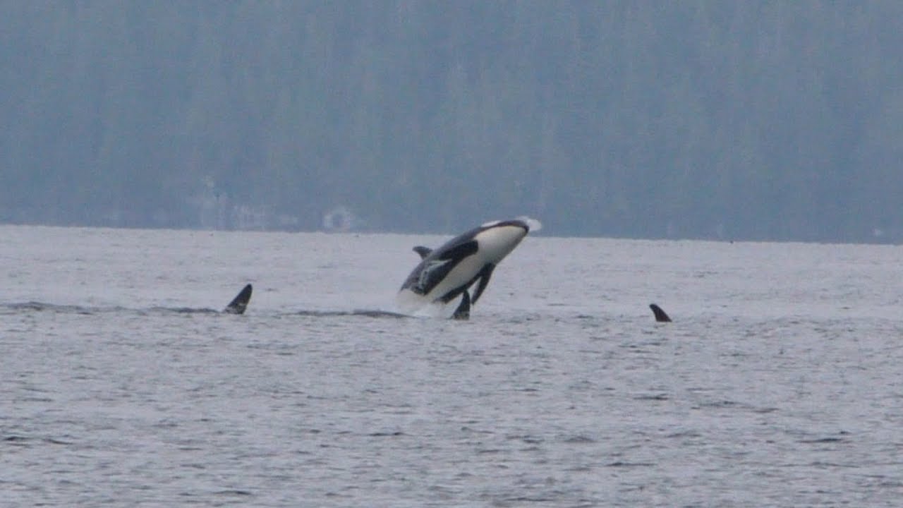 Orca Dance - YouTube