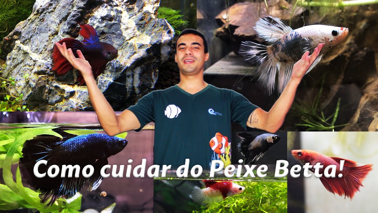 Como cuidar do Peixe Betta! - YouTube