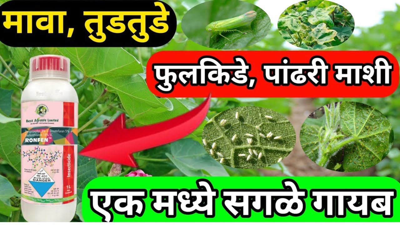 कापूस पिकातील पांढरी माशी, हिरवे तुडतुडे नियंत्रण | Kapus Pikatil ...