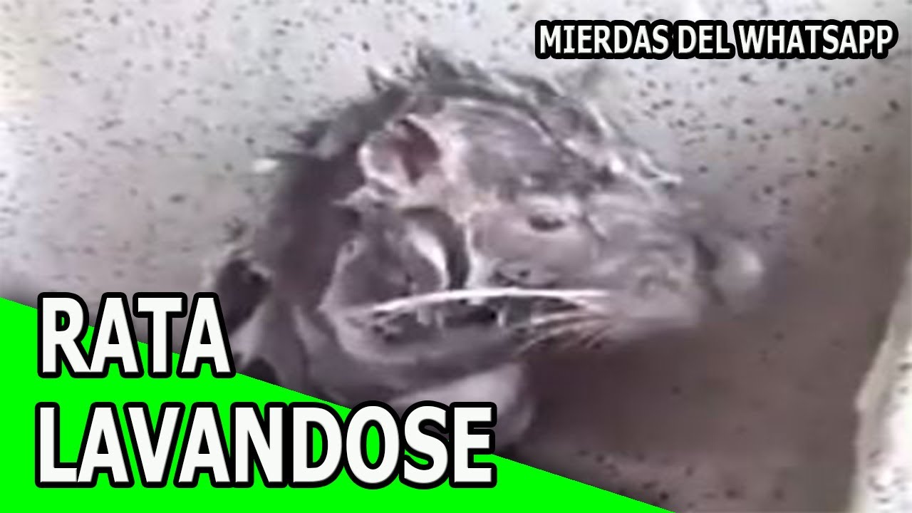 Rata lavándose con jabón - YouTube