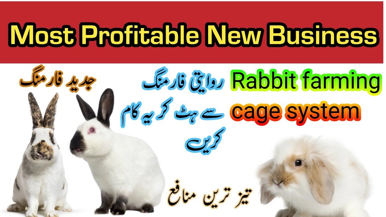 Rabbit Farming Business in Pakistan | Rabbits farming cage system ...