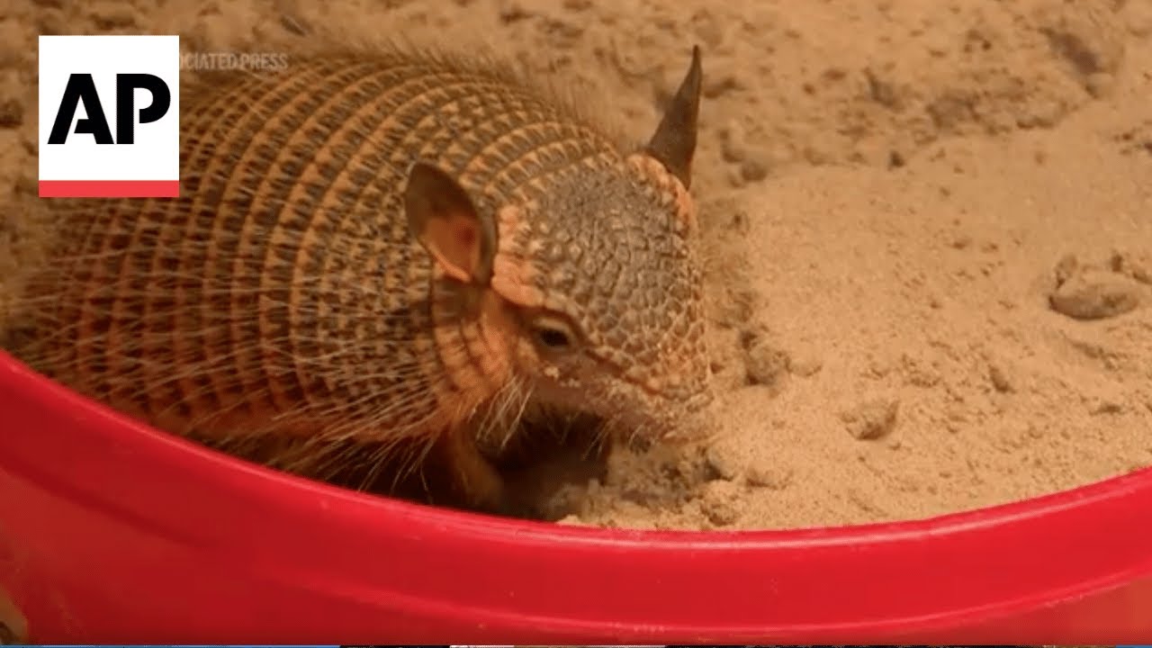 Audubon Zoo welcomes twin Screaming Hairy Armadillo pups - YouTube