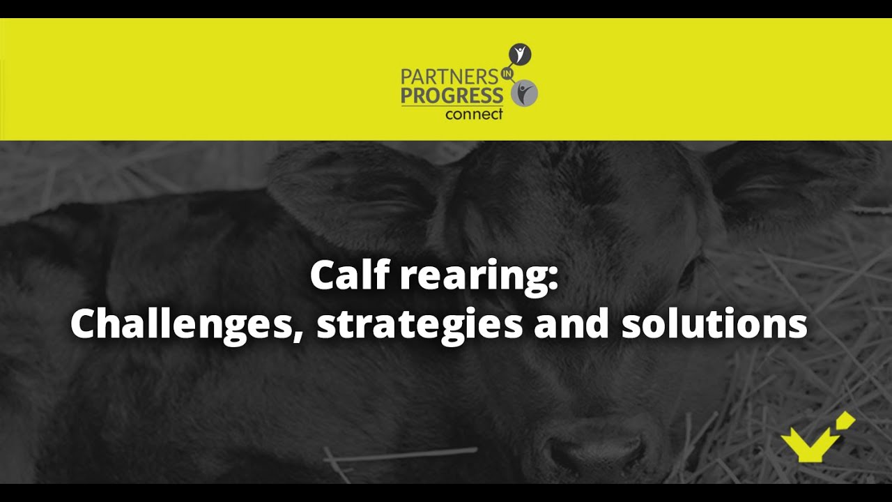 Calf rearing: Challenges, strategies and solutions - YouTube