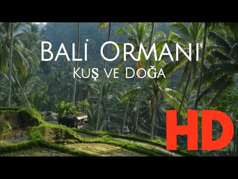 Bali'de huzur veren Orman Sesi - Kuşlar, Rüzgar Rahat verici sesler