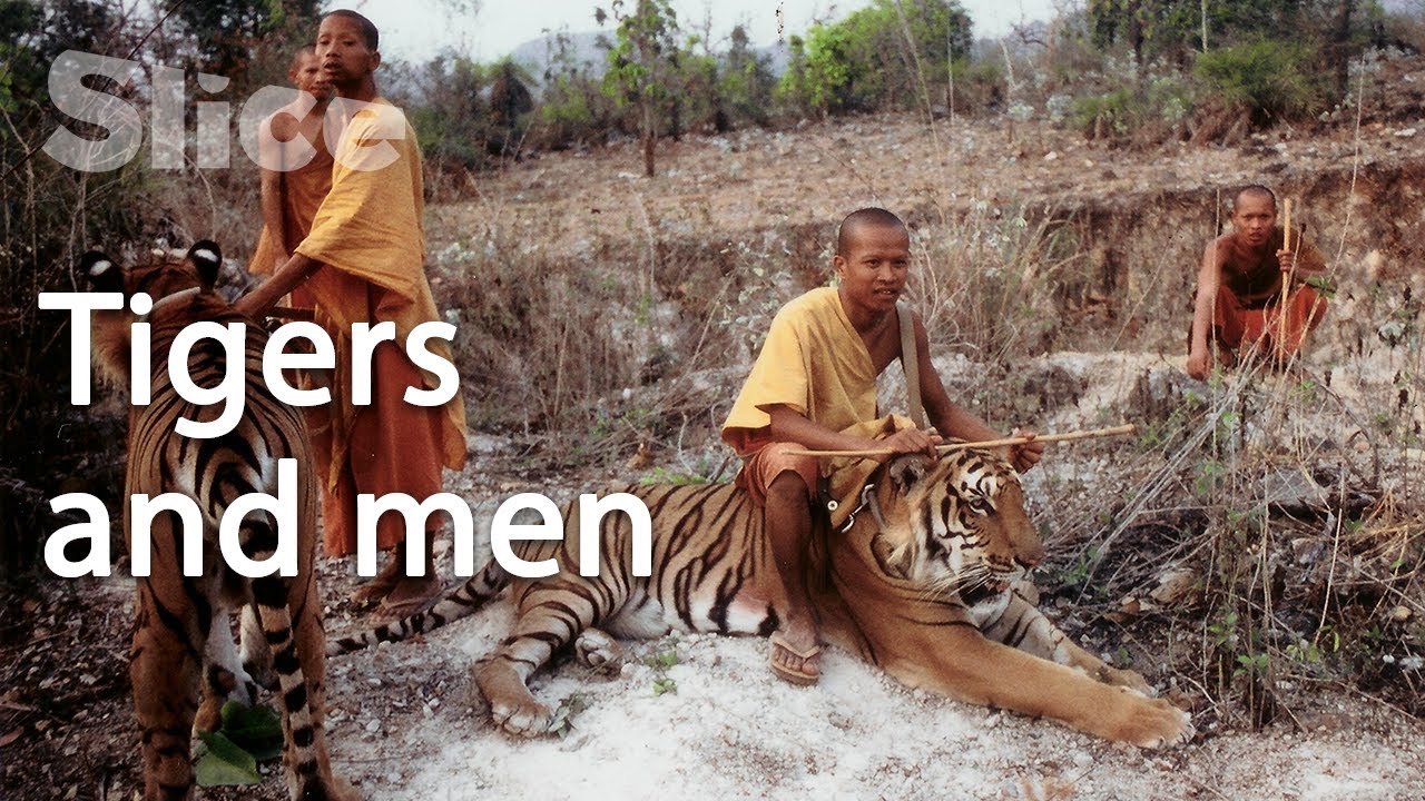 Men and sacred feline's relationship in South-East Asia | SLICE - YouTube