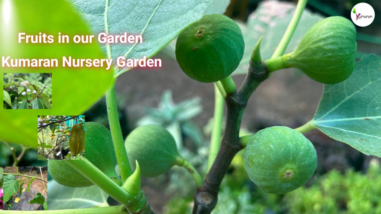 Fruit's In our Garden🪴🌱🌿/Kanyakumari/Kottaram/Best And Quality Plant's ...
