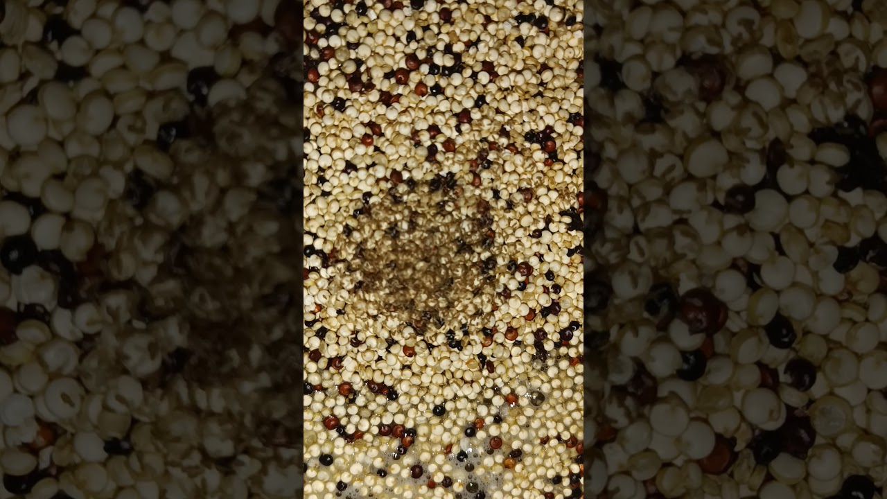Tiny insects in quinoa. - YouTube