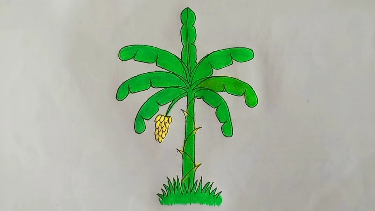 How to draw a banana tree drawing # কলা গাছ আঁকা # কলা গাছ ড্রইং# kola gach aka# art tree# কলা ...