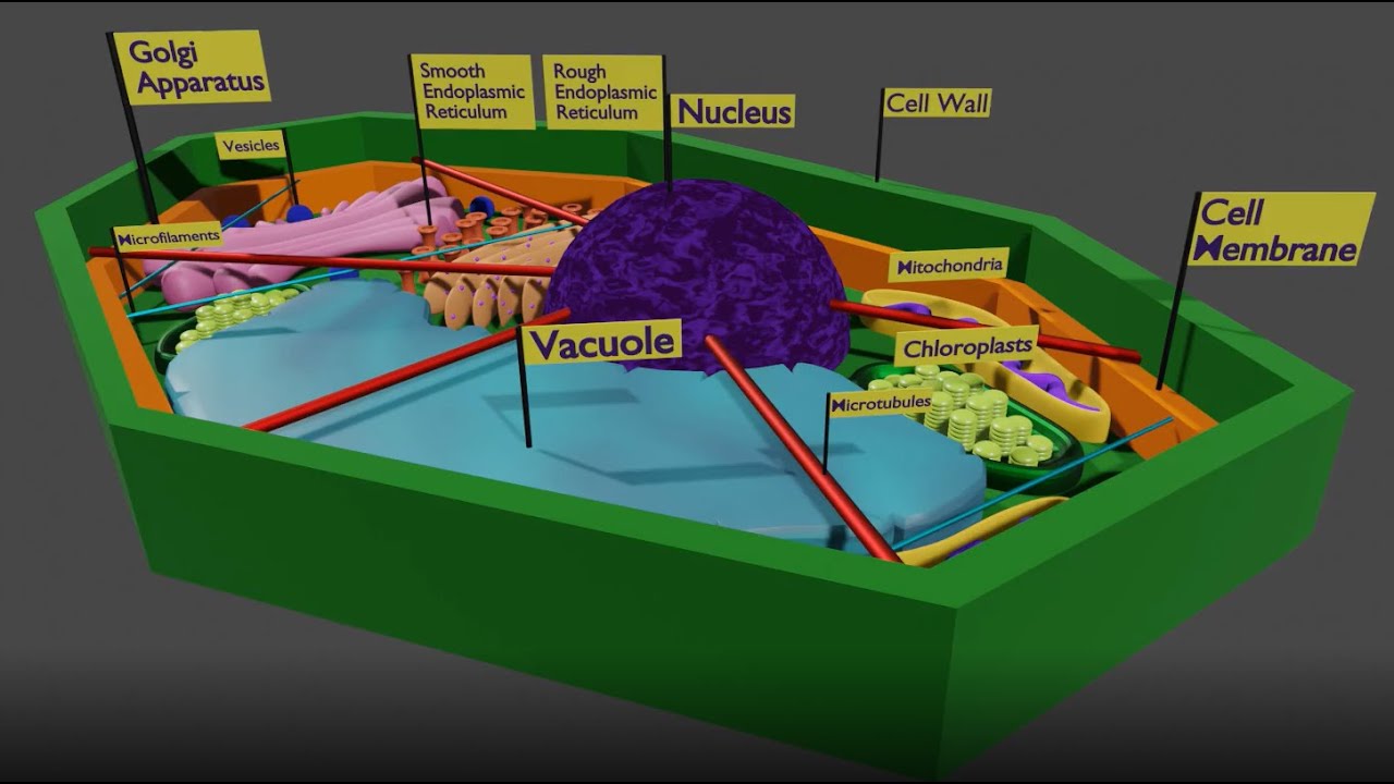 3D Cell Model Animation - YouTube