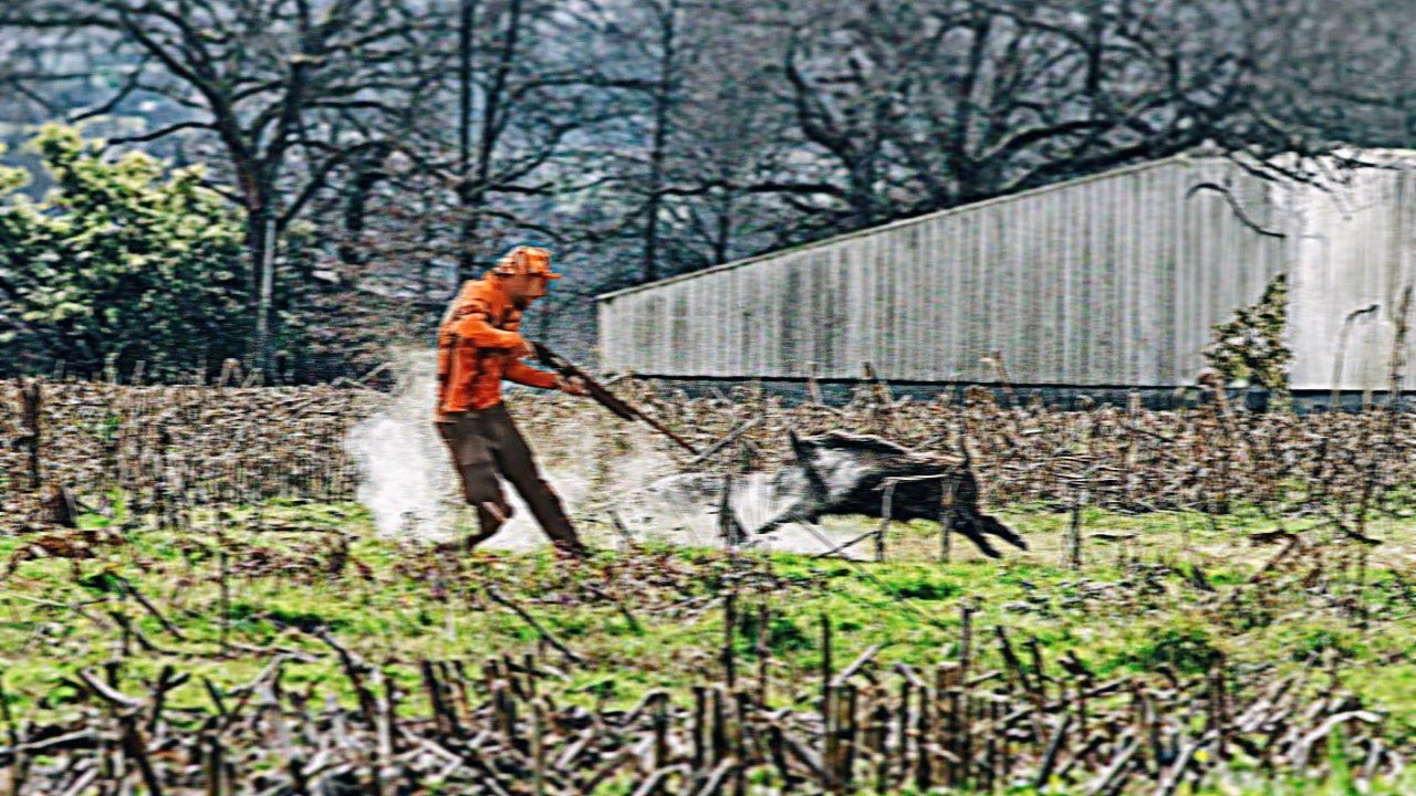 TOP 10 WILD BOAR ATTACK || Best Scenes ||SEASON: 2024 - PART2 - YouTube