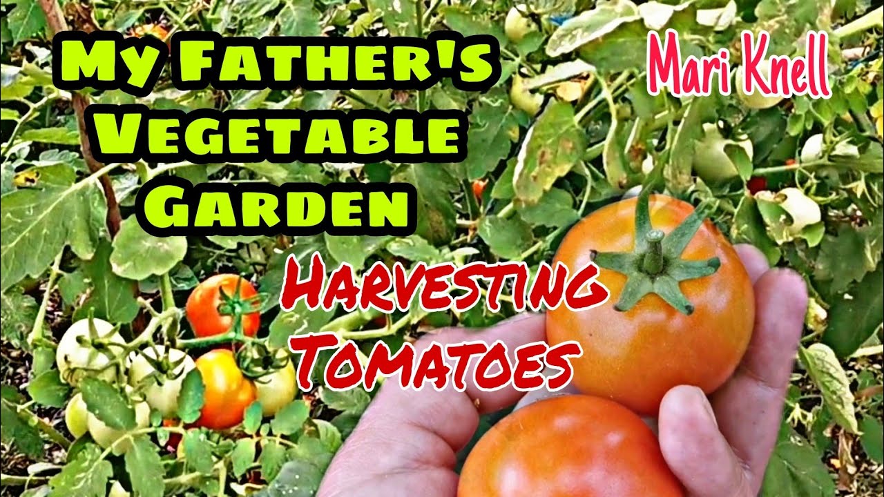 My Father's Vegetable Garden | Harvesting Tomatoes | Mari Knell - YouTube
