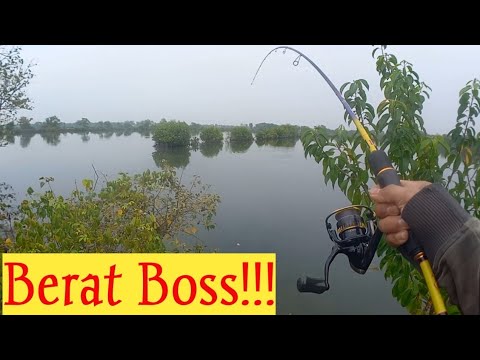 mancing ikan predator @parķiran terakhir @Tlocor surga pemancing - YouTube