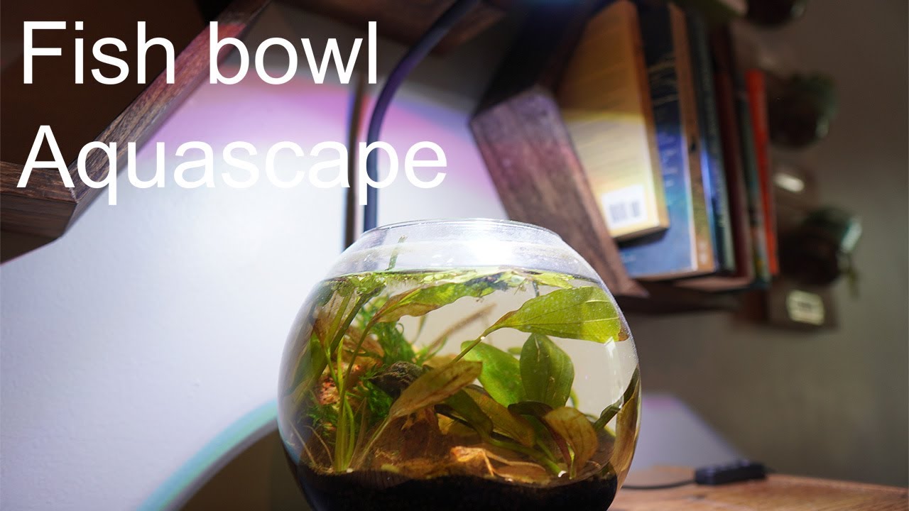 Building a Fish bowl Aquascape from scratch - YouTube