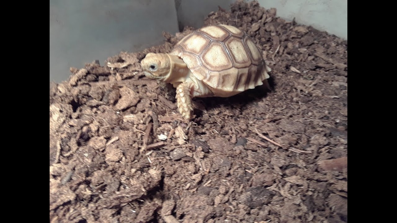 Frankie the turtle - YouTube