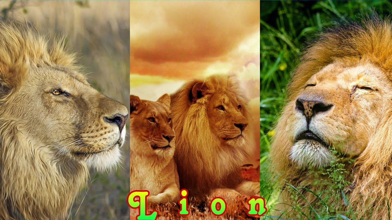 An introduction to the lion - YouTube