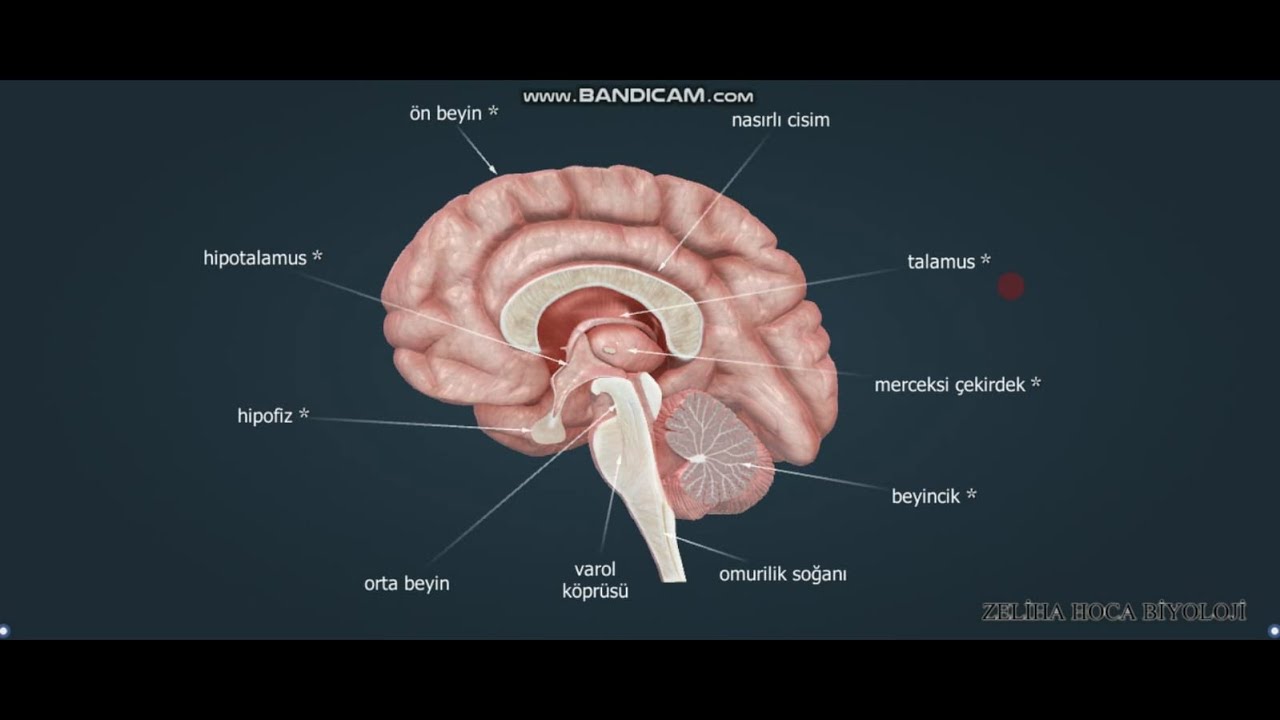 İnsanda M.S.S. Beyin (animasyon) - YouTube