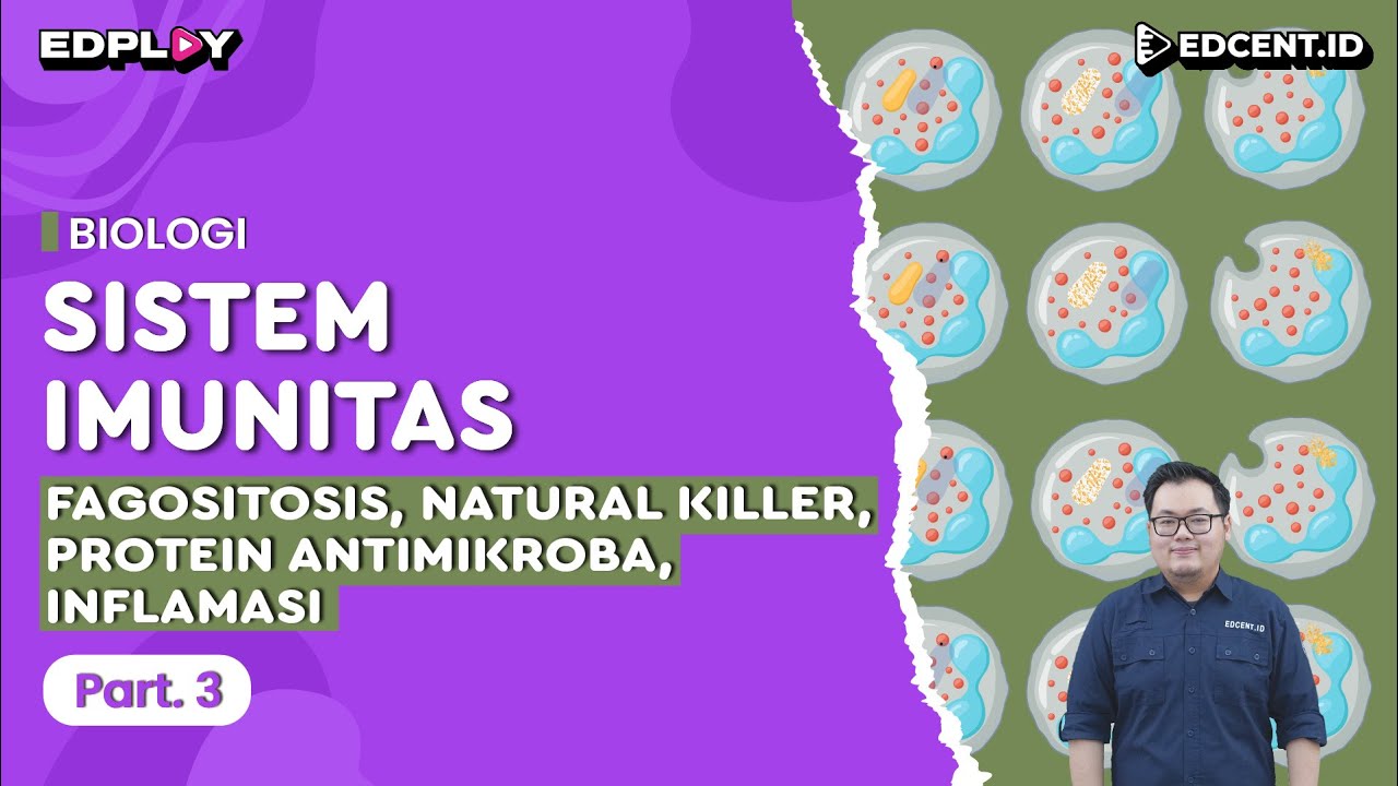 SISTEM IMUNITAS : Fagositosis, Natural Killer, Protein Antimikroba ...
