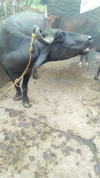 King buffalo part - 56 #baffalo #sound #animals #village #animal #shorts - YouTube