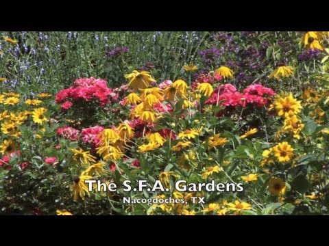 The SFA Gardens - YouTube