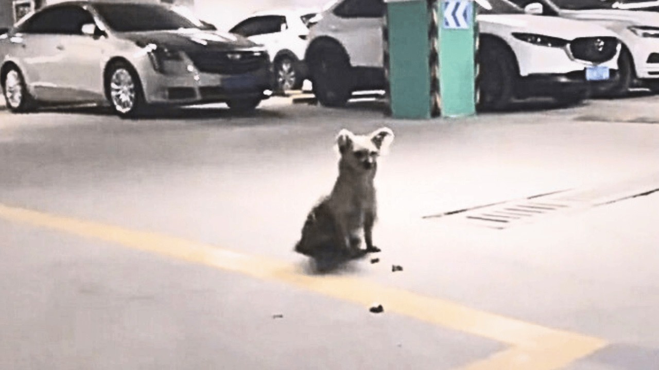 A timid stray dog came to the parking garage but became cheerful and ...