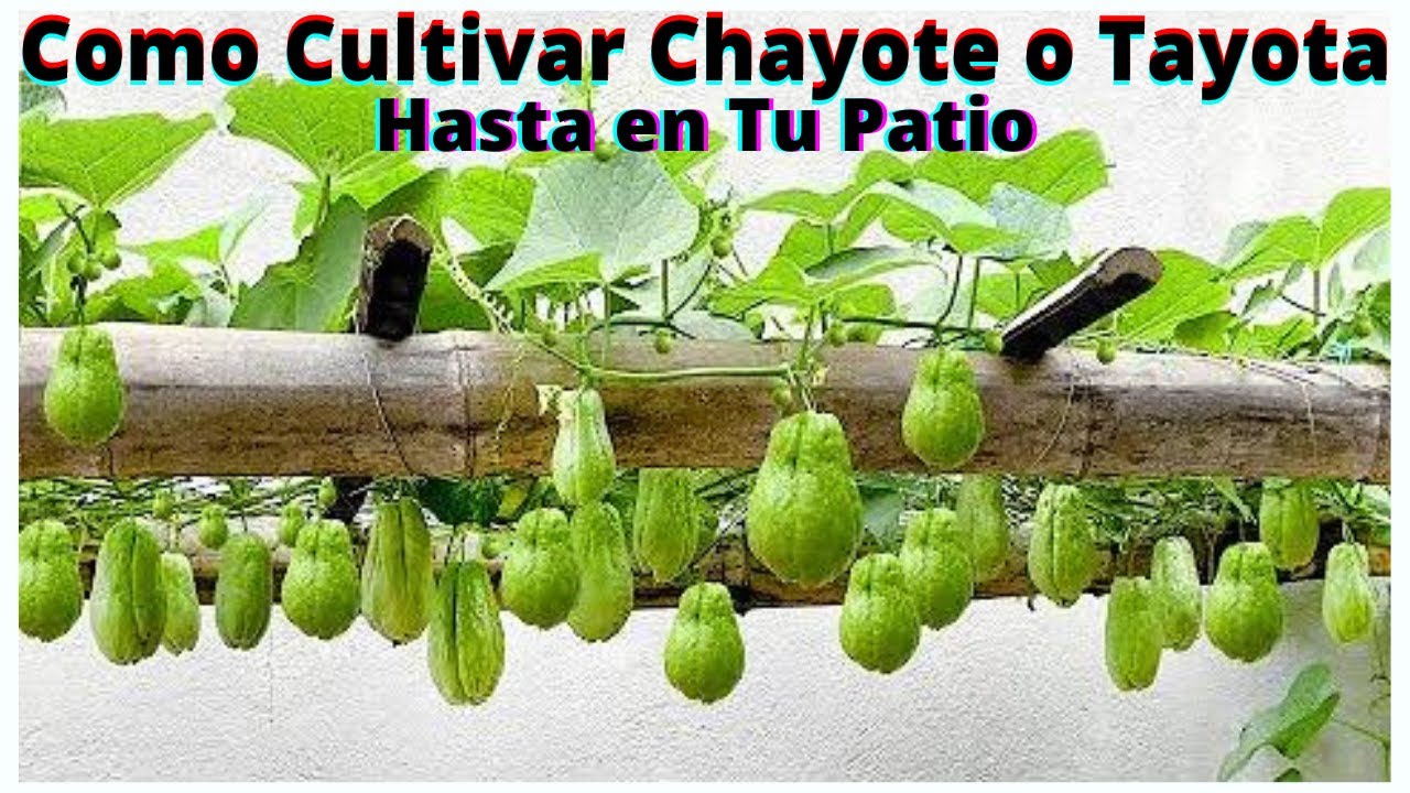Como Cultivar Chayote o Tayota en el CAMPO | Para Que Cultive Muchas ...