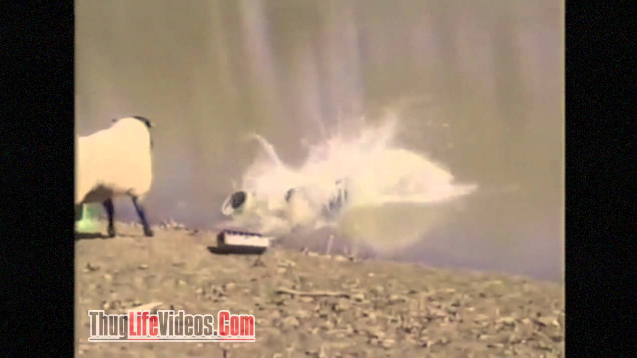 Unexpected Thug Life - Sheep Vs Fisherman - YouTube