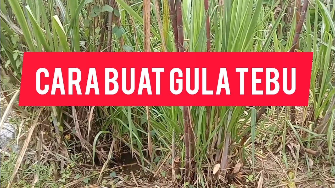 #Tebu #Gula #Kebun Mari Saksikan Cara Buat Gula Tebu Yang Lengkap - YouTube