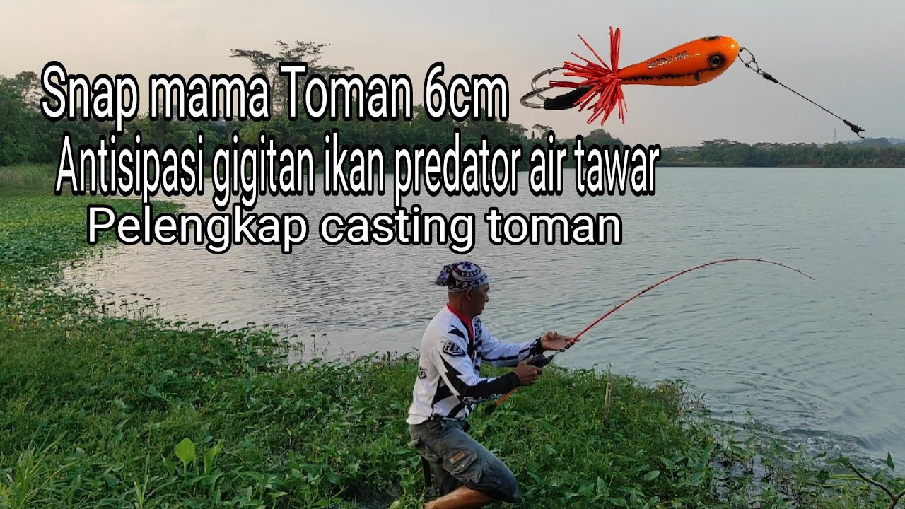 Snap mama Toman 6cm antisipasi gigitan ikan predator air tawar ...