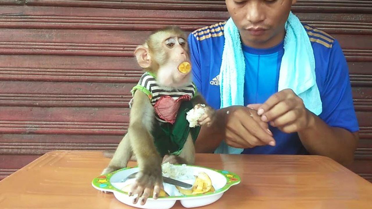 Oh My Gog! Really delicious for Poo monkey breakfast - YouTube