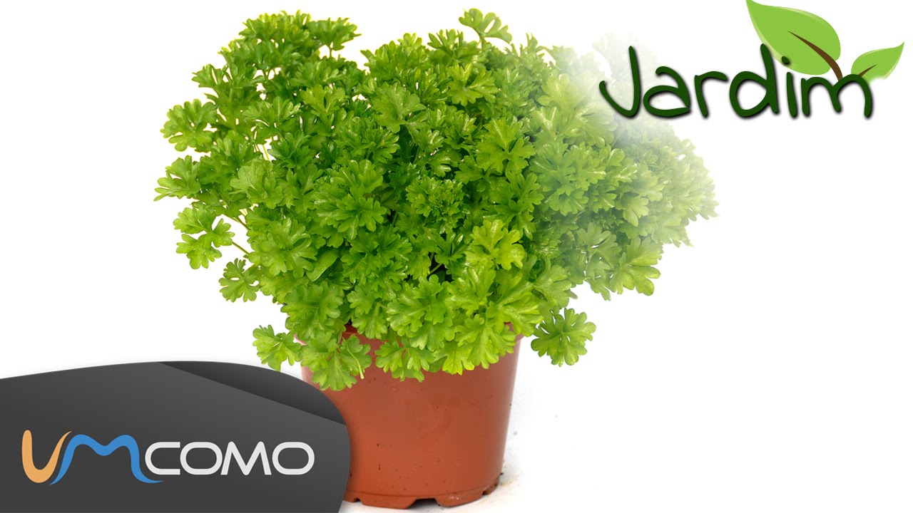 Semear Salsa - Ervas Aromáticas - YouTube