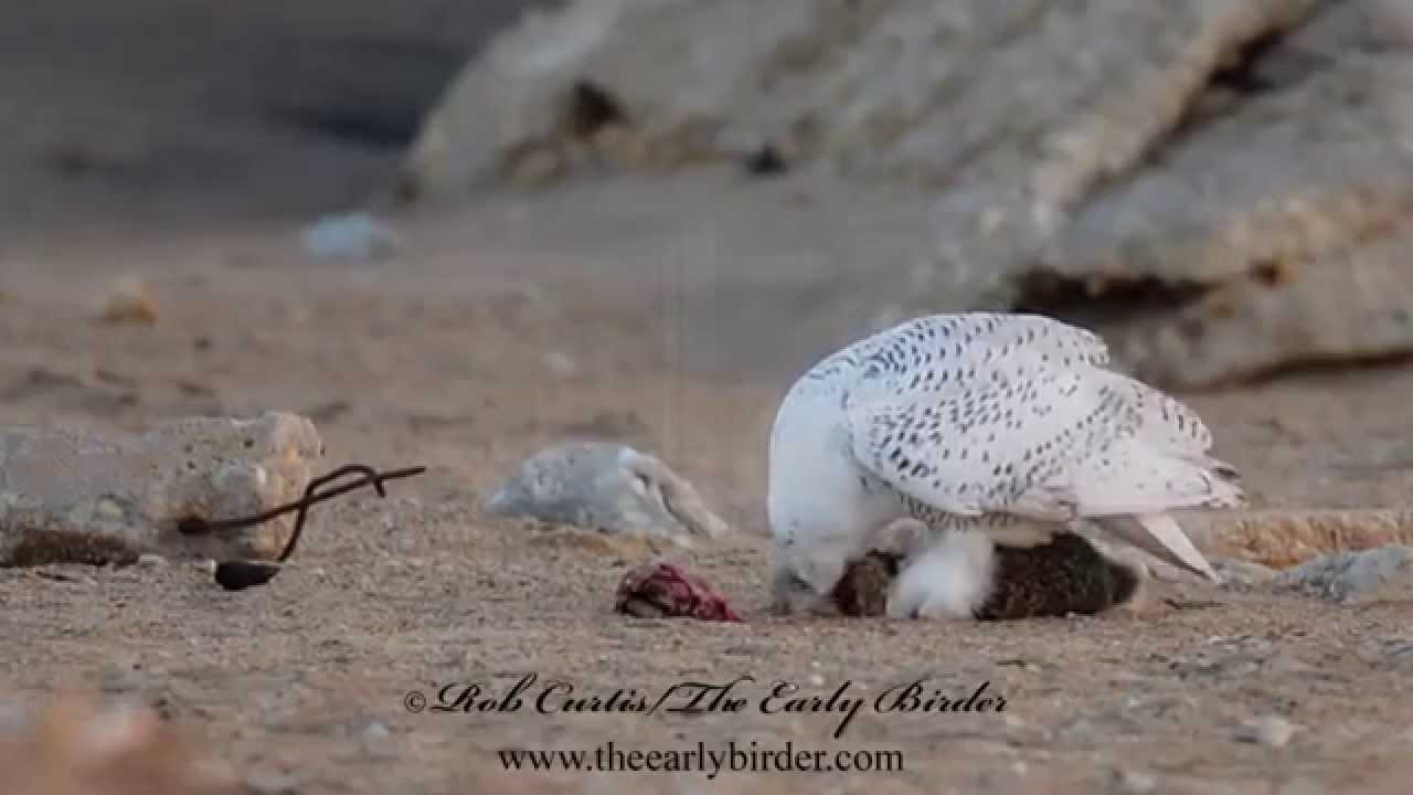 SNOWY OWL feeding on a rabbit Nyctea scandiaca - YouTube