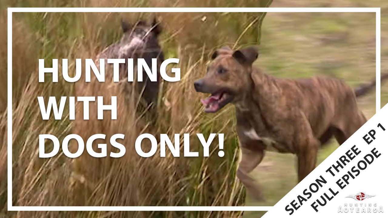 Hunting Aotearoa Series 3 Episode 1 - Hunting with Dogs - YouTube