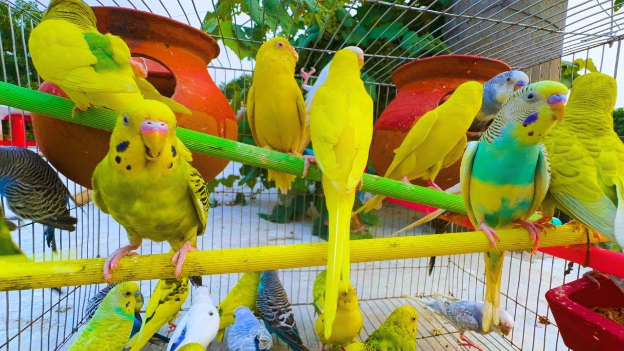 Cute Budgies Chirping:6 Hours of Relaxing Parakeet Sounds to Reduce ...