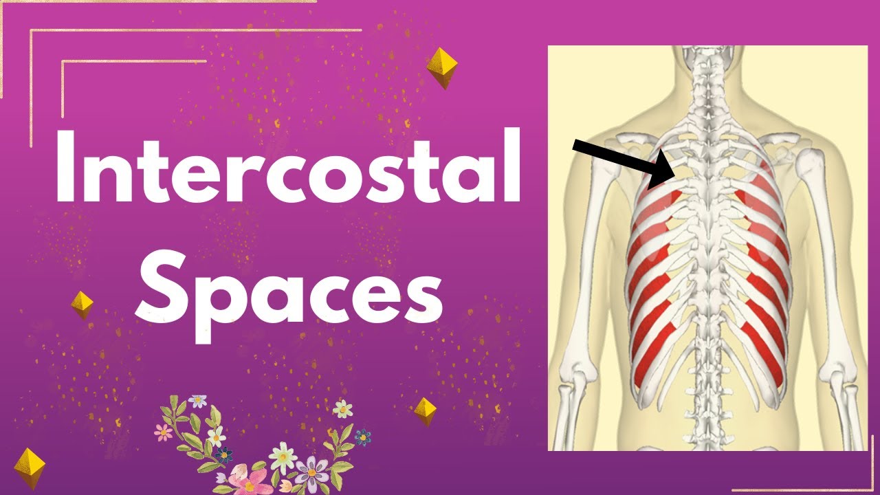 Intercostal Spaces - YouTube