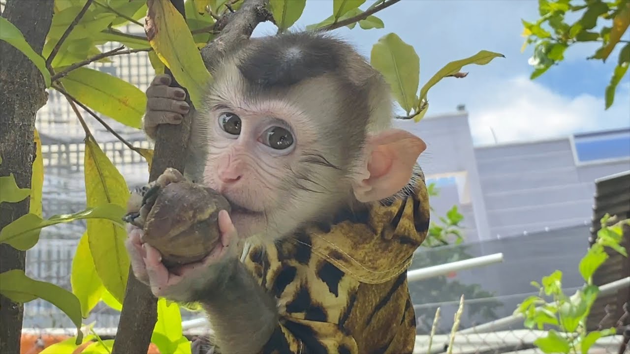 Baby monkey PunPun catches snails in the garden - YouTube