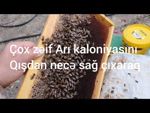 Çox zəif Arı kaloniyasını qışdan necə sağ çıxaraq ?