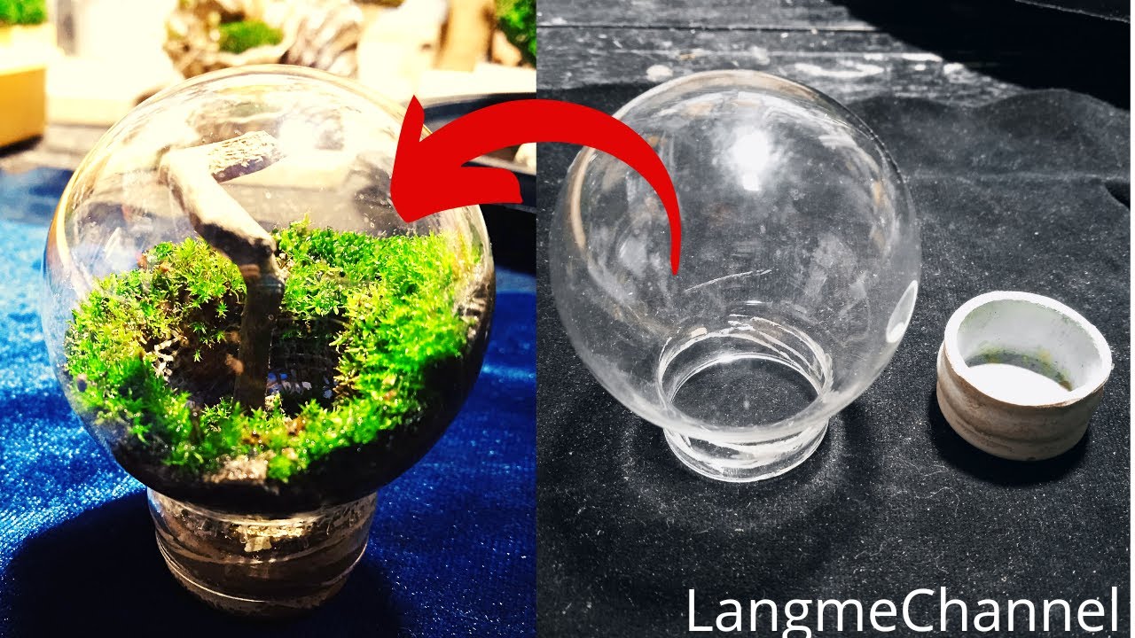 Moss Terrarium | Mossarium Garden - YouTube